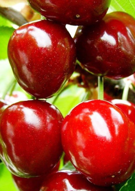 Саженцы Вишня Тургеневка купить в Крыму